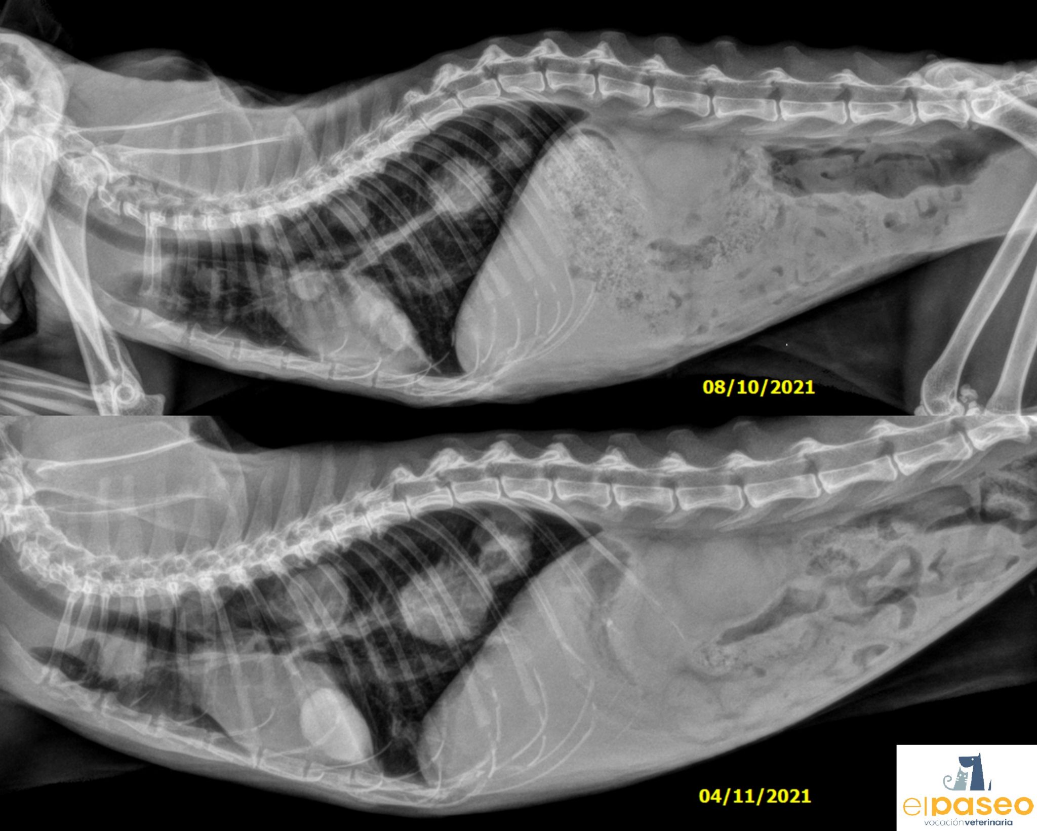Cáncer, tumores y neoplasias en perros y gatos. - Veterinaria el Paseo