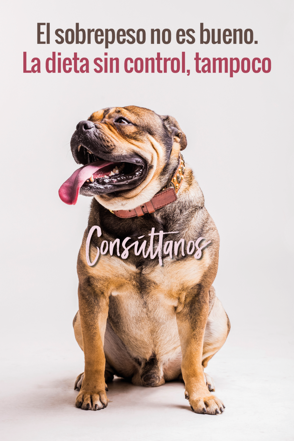 Sobrepeso y obesidad en perros y gatos - Veterinaria el Paseo