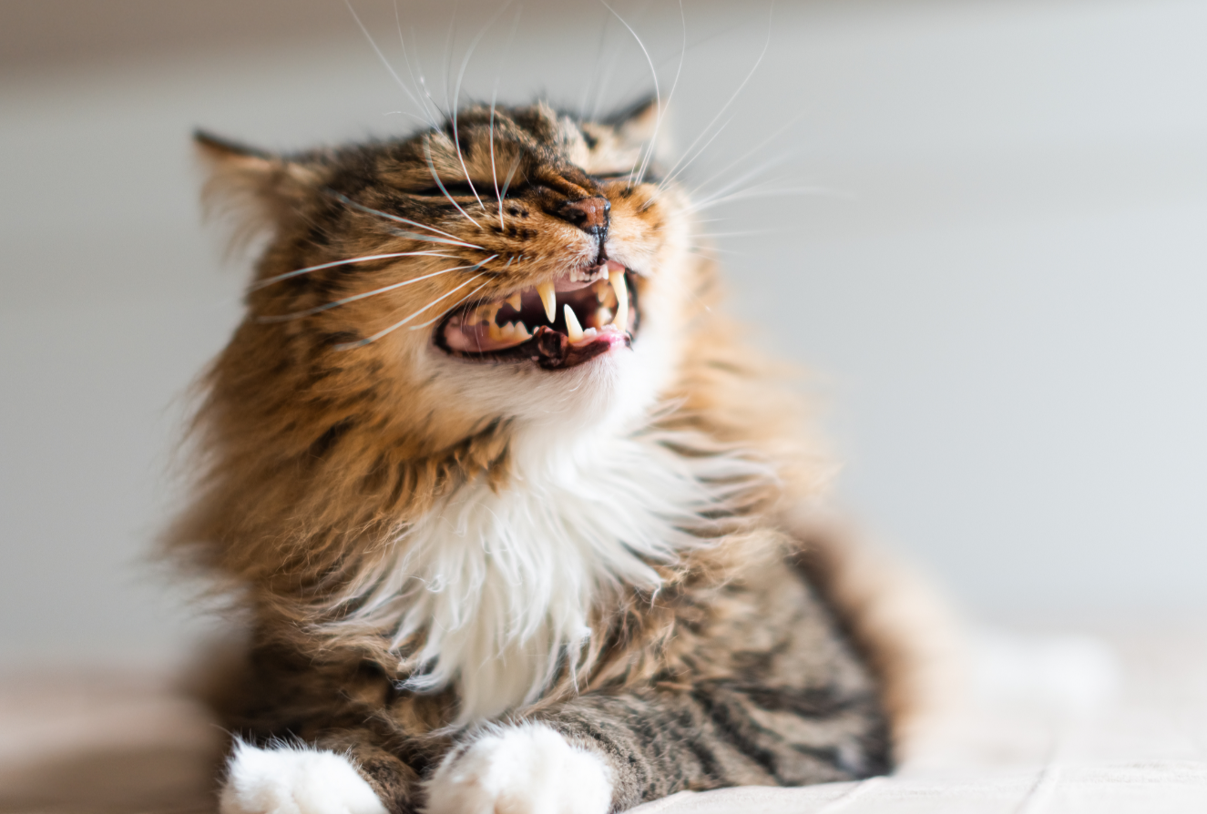 Gingivoestomatitis crónica felina - Veterinaria el Paseo
